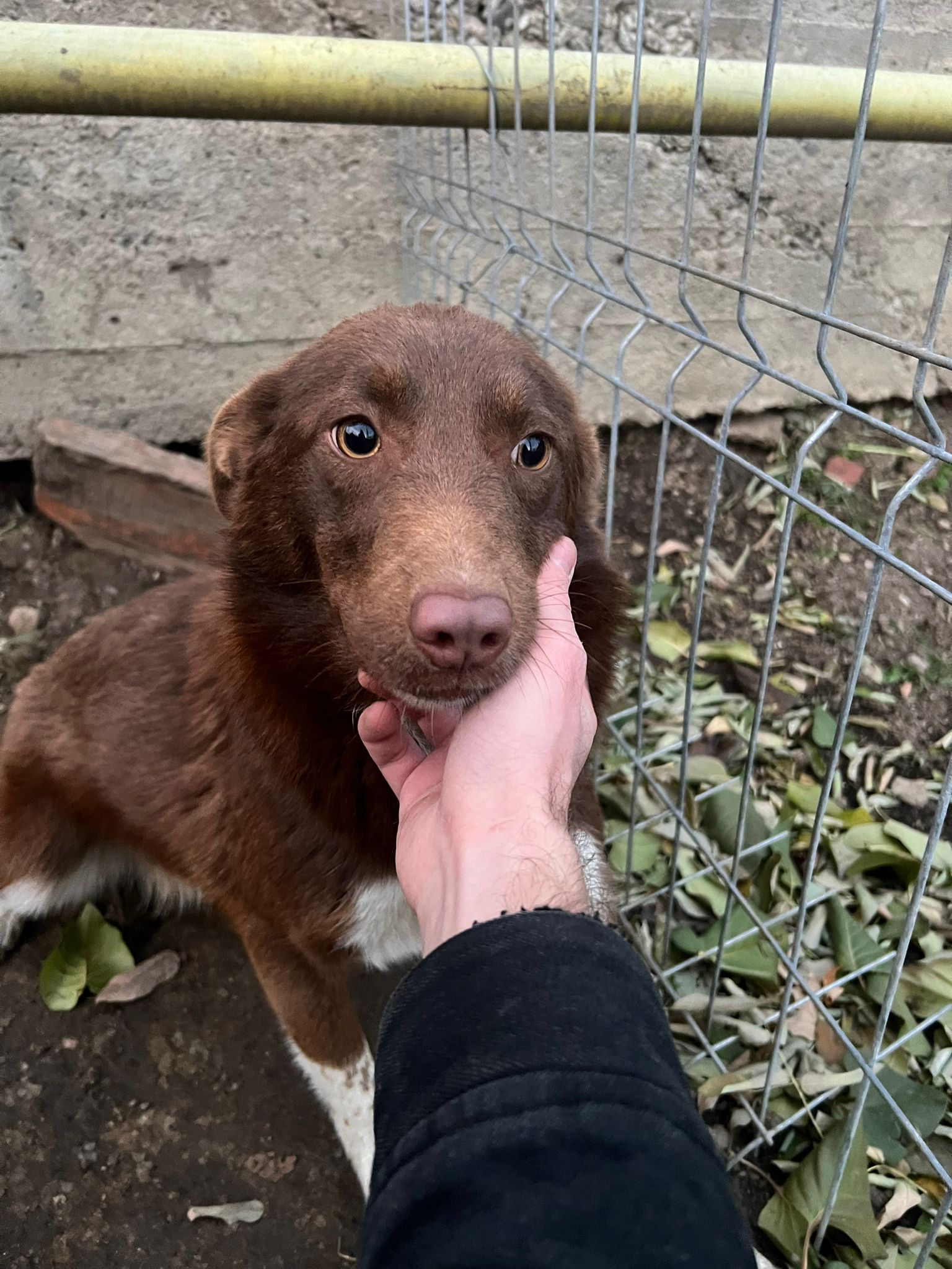 Lumea Lui Cindy | Asociatie Pentru Protecia Animalelor Iasi